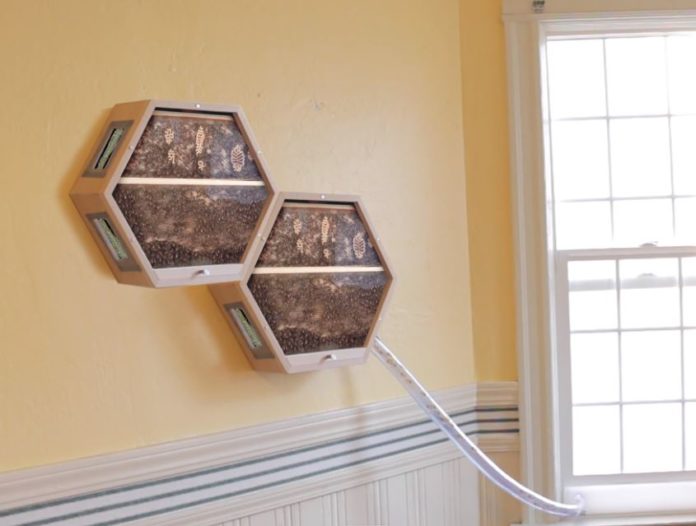 Colmenas modulares para observar las abejas dentro de casa