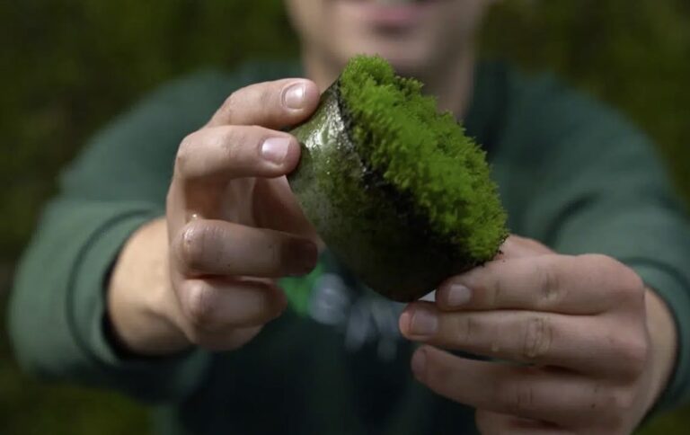 100 Ecological, sustainable and environmental projects