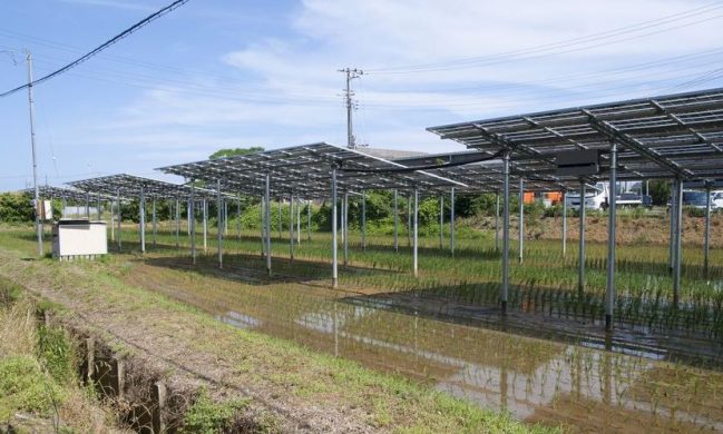 Agrofotovoltaica: Combina energía solar y cultivo ¿Por qué?