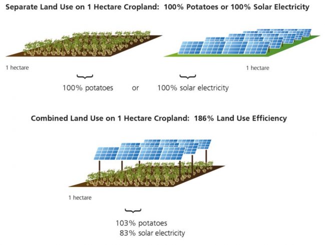 Agrofotovoltaica: Combina energía solar y cultivo ¿Por qué?