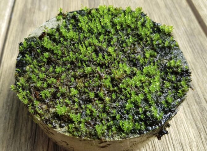 Moss concrete: Bioreceptive, eco-friendly, and fast-growing!