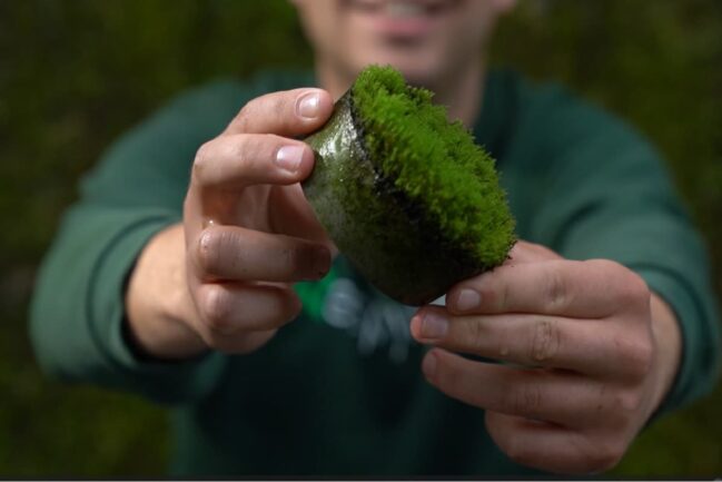 Hormigón musgo ¡Bioreceptivo, eco y de rápido crecimiento!