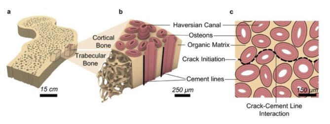 Huesos: La clave para hormigones más resistentes a grietas